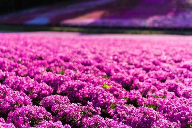 Mt. Fuji Private Tour by Car With Pick-Up From Tokyo - Customer Feedback