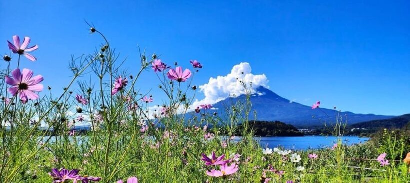 Mt. Fuji Private Tour With Hotel Pick Up From Tokyo - The Experience of the Guides: Knowledge and Personal Touch