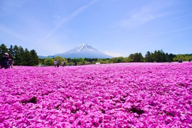 Mt. Fuji Shiba-Sakura Festival & Hoto Noodle Making - Pricing and Payment Options
