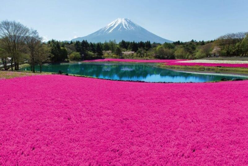 Mt. Fuji Shiba-Sakura Festival & Hoto Noodle Making - Guided Tour Highlights