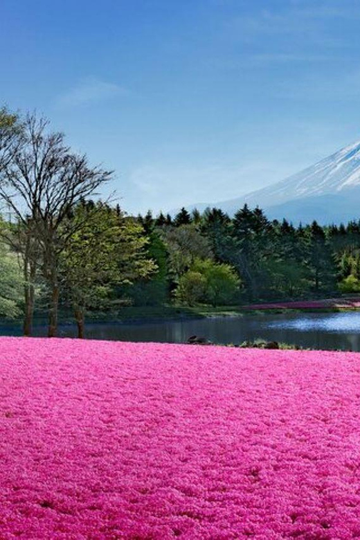 Mt. Fuji Shiba-Sakura Festival & Hoto Noodle Making - Stunning Views of Mount Fuji