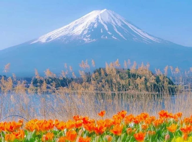 Mt Fuji Top 5 Spots Day Tour: Arakurayama Park,Oshino Hakkai - Key Points