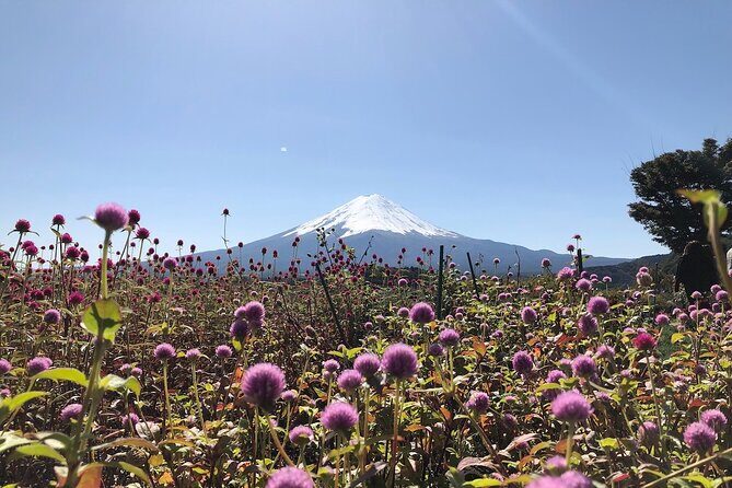 Mt Fuji with Kawaguchiko Lake Day Tour - Is This Tour Worth It?