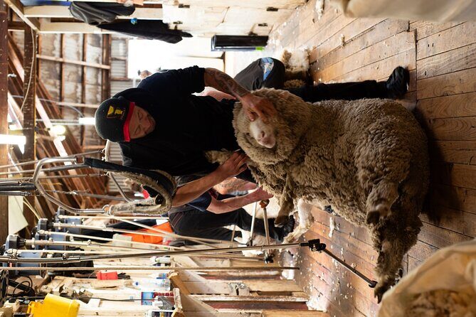 Mt. Hay Farm Experience Genuine Country Farming(Carbon Positive) - Authentic High-Country Farming Near Lake Tekapo: A Review of the Mt. Hay Farm Experience