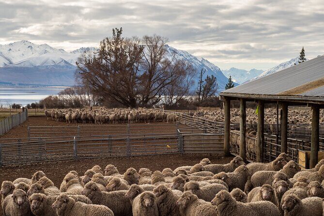 Mt. Hay Farm Experience Genuine Country Farming(Carbon Positive) - Key Points