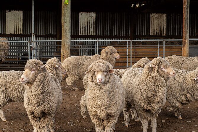 Mt. Hay Farm Experience Genuine Country Farming(Carbon Positive) - Who Will Enjoy This Tour?