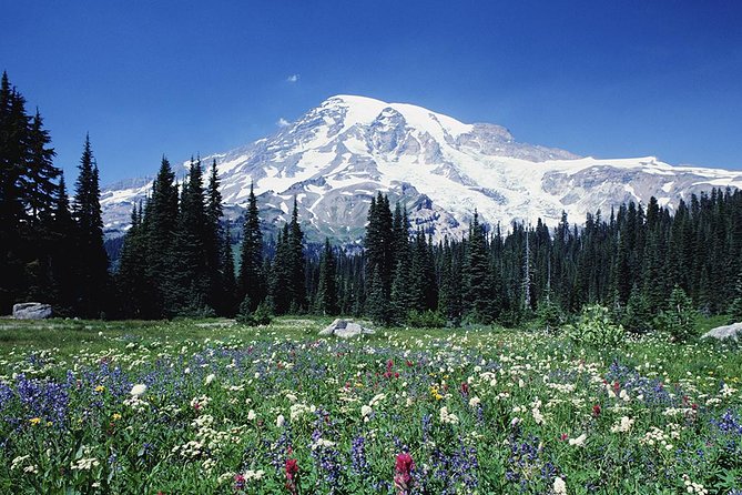 Mt. Rainier Day Tour from Seattle - The Guide and Group Experience