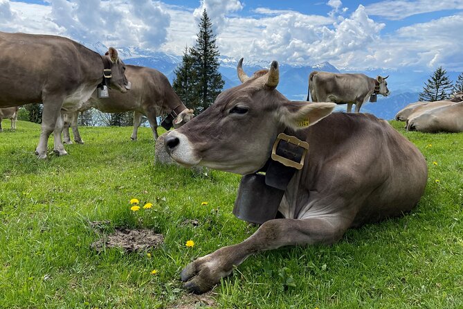 Mt Rigi and Lucerne Day Trip From Zurich With Boat Ride - The Sum Up