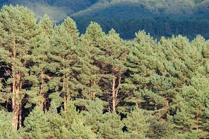 Mt. Teide and Masca Valley Tour in Tenerife - Exploring Teide National Park