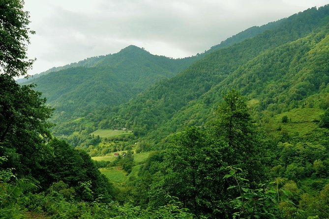 Mtirala National Park Tour - Tour Feedback and Ratings