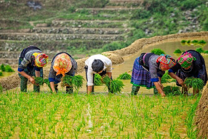 Mu Cang Chai Trekking Tour 3 Days 2 Nights - Who Will Love This Tour?