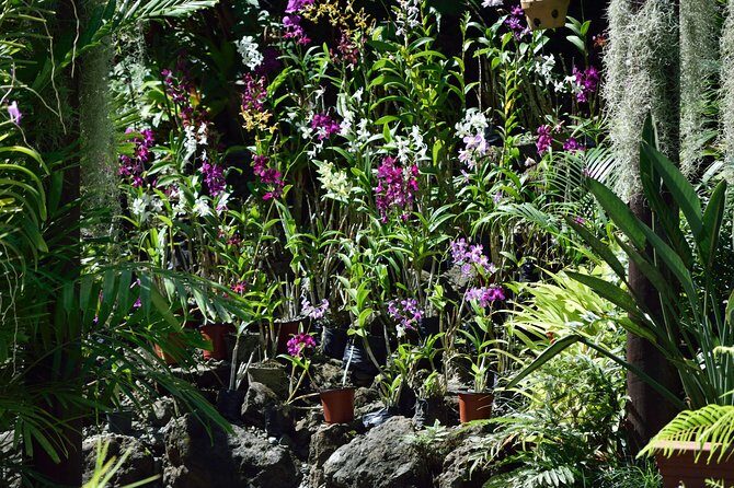 Mud Pools,Temple Sleeping Giants Gardens shopping markets &Lunch Ex Fiji Marriot - Key Points