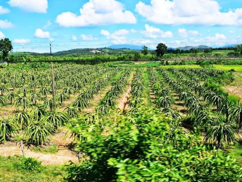 Mui Ne 48 Hours: Sunset Dunes, Scenic Train & Fresh Seafood - Day 2: From Dunes to Vineyards