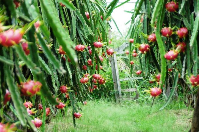 Mui Ne: Ta Cu Mountain Half A Day Private Tour with Local Guide - FAQ