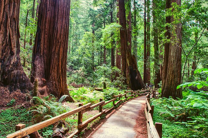 Muir Woods and Sausalito Half Day Tour - Real Traveler Perspectives