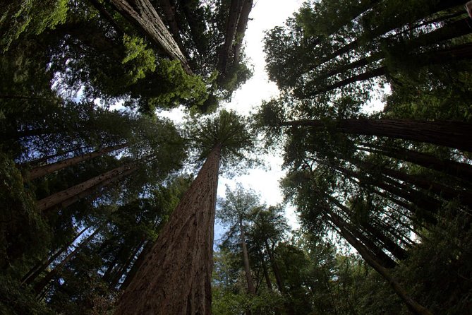 Muir Woods and Sausalito Morning Tour Small-Group Half Day - A Closer Look at the Itinerary