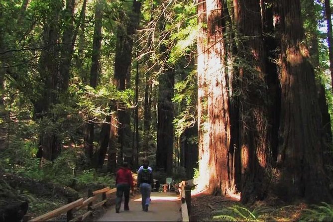 Muir Woods and Sausalito Morning Tour Small-Group Half Day - What Makes This Tour Stand Out?