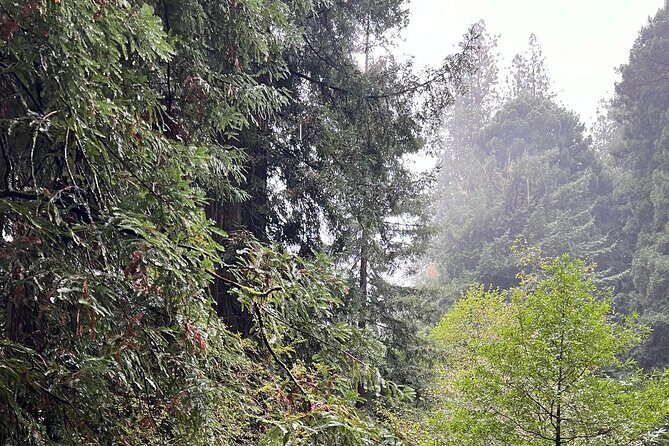 Muir Woods and Sausalito Private Tour - The Experience in Practice