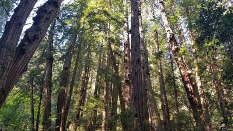 Muir Woods, Sausalito and Ferry back to Fisherman's Wharf - Transportation and Timing