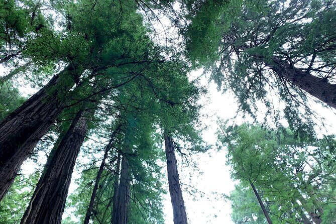 Muir Woods, Sausalito and Golden Gate Bridge - What This Tour Offers: An In-Depth Look