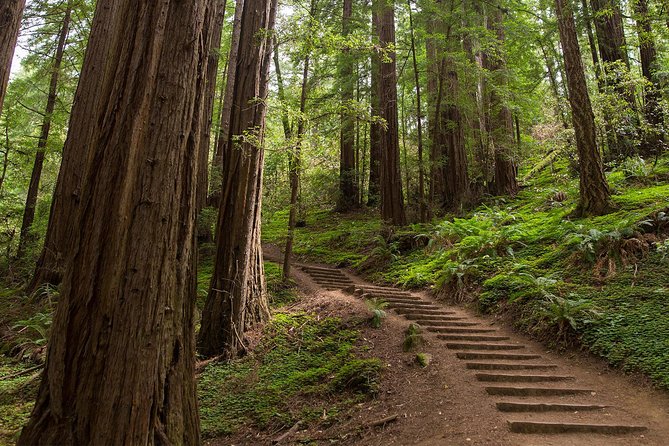 Muir Woods & Sausalito Half-Day Tour (Return by Bus or Ferry From Sausalito) - What to Expect During the Tour