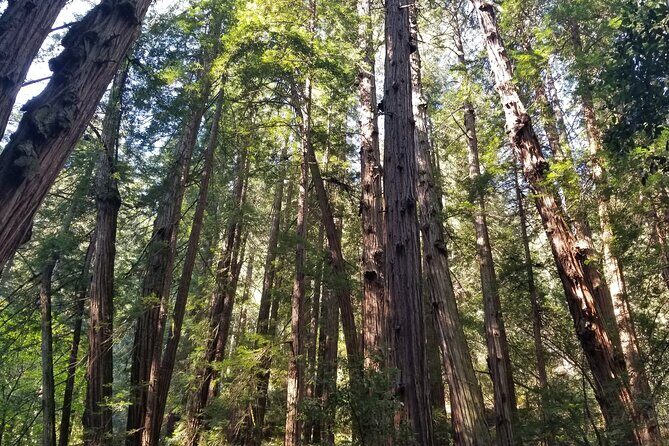 Muir Woods, Sausalito, Marin Headlands, Lighthouse Private Tour - Frequently Asked Questions