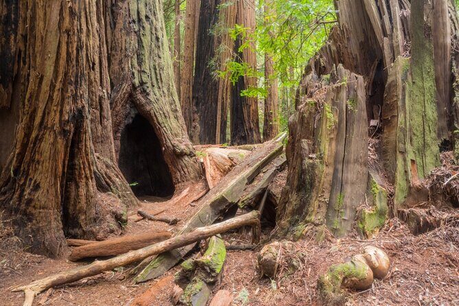 Muir Woods Self-Guided Driving and Walking Audio Tour - What is the Muir Woods Self-Guided Tour?