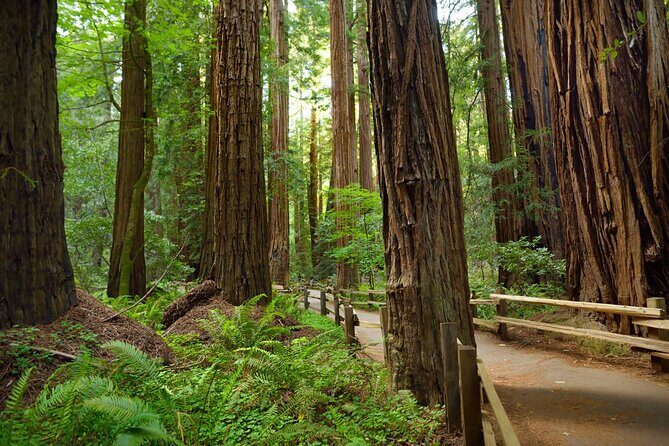 Muir Woods Self-Guided Driving and Walking Audio Tour - How does it compare to other options?