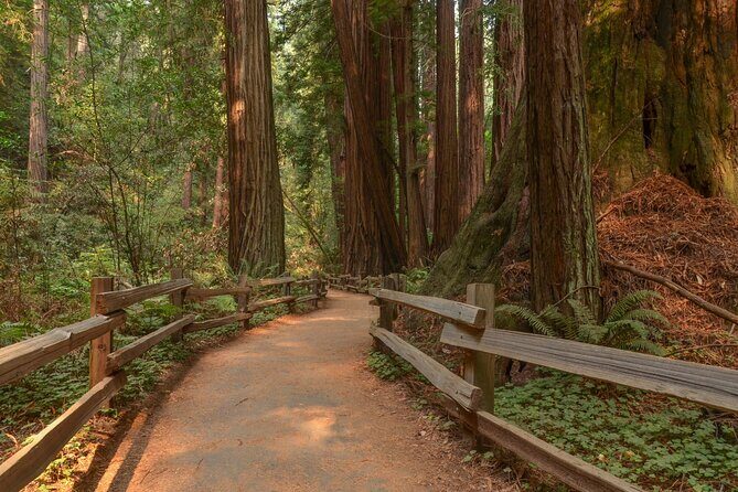 Muir Woods Self-Guided Driving and Walking Audio Tour - Who should consider this tour?
