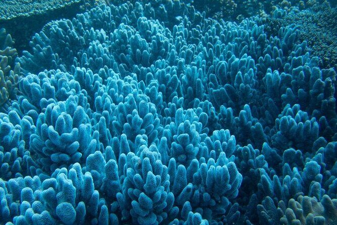 Muiron Island Diving Tour - Exploring the Itinerary and Whats Included