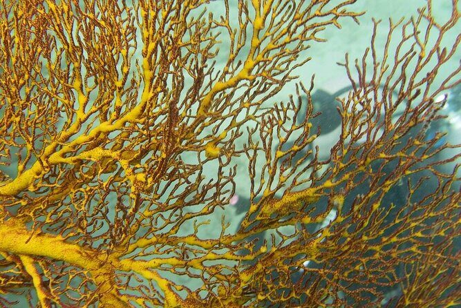 Muiron Island Diving Tour - Who Will Love This Tour?