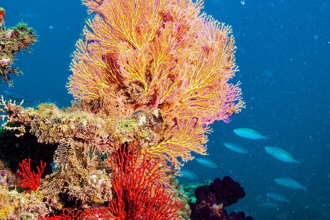 Muiron Islands Snorkeling in Exmouth - Key Points