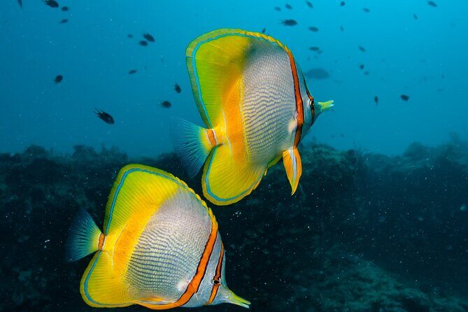 Muiron Islands Snorkeling in Exmouth - The Value of This Tour