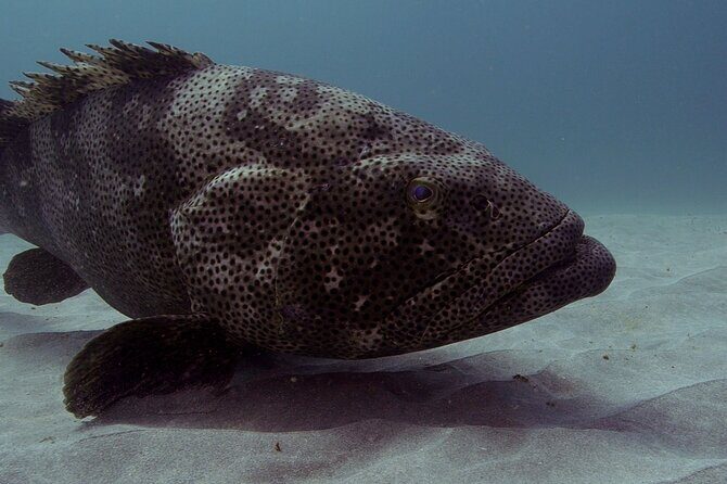 Muiron Islands Snorkeling in Exmouth - Frequently Asked Questions