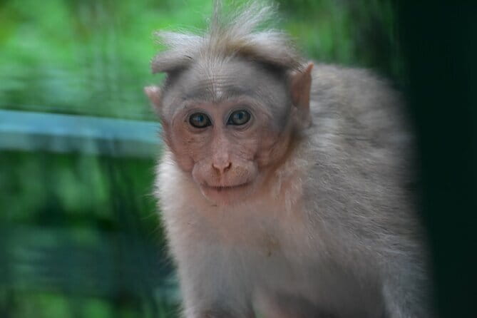 Multi Day Private Guided Tour of Kerala from Kochi by Car - FAQs