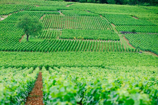 Multi Day Private Tour Prestige Burgundy with 12 Premiers & Grands Crus - Frequently Asked Questions