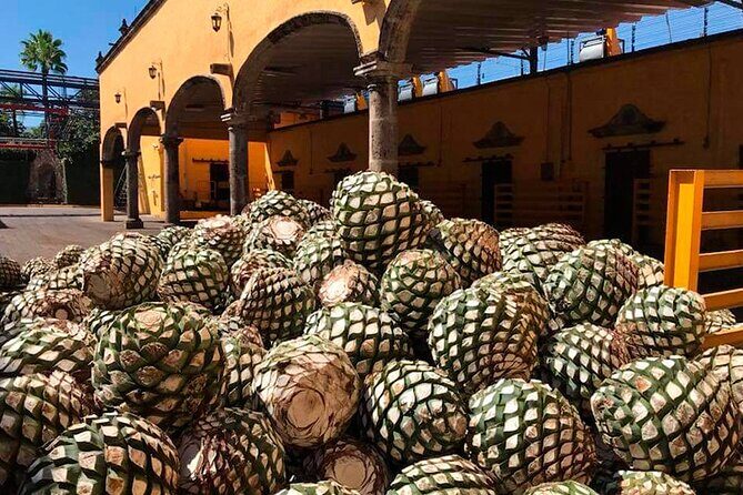 Multi Day Tequila Tour - What Travelers Are Saying