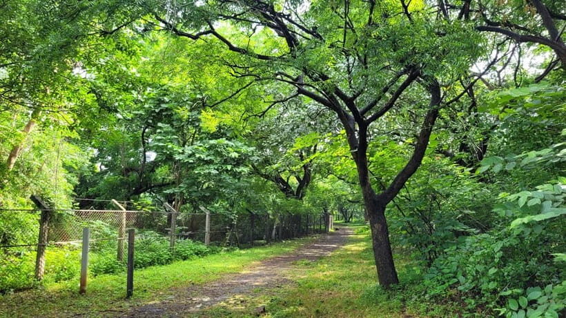 Mumbai: Maharashtra Nature Park Guided Nature Trail - Exploring the Maharashtra Nature Park Guided Nature Trail: A Hidden Green Sanctuary in Mumbai