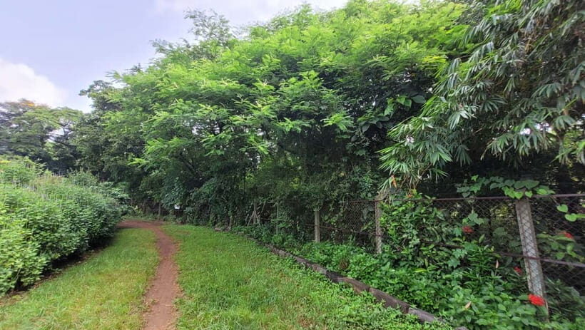 Mumbai: Maharashtra Nature Park Guided Nature Trail - Why This Experience Is Worth the Price