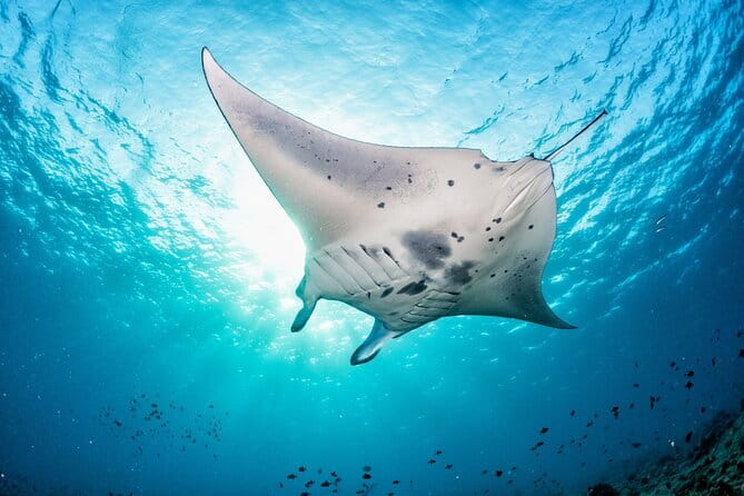 Munduk Highlights: Stunning North Bali Waterfalls & Temple - FAQ