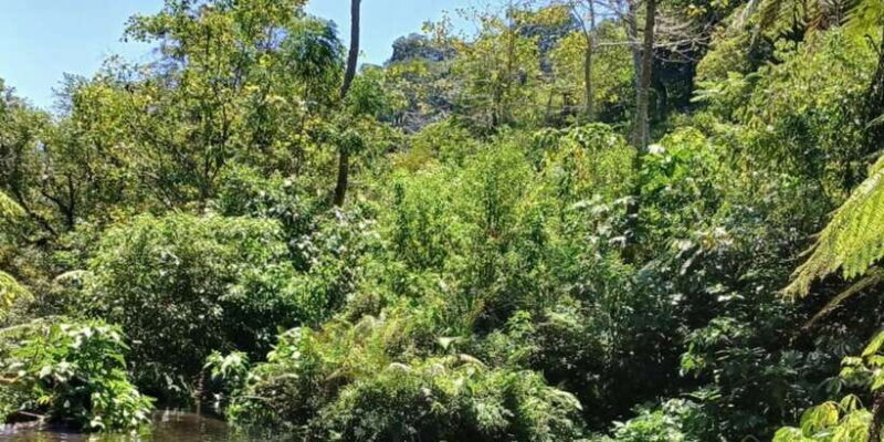 MUNDUK : Jungle Trekking Day Tour - Who Should Consider This Tour?