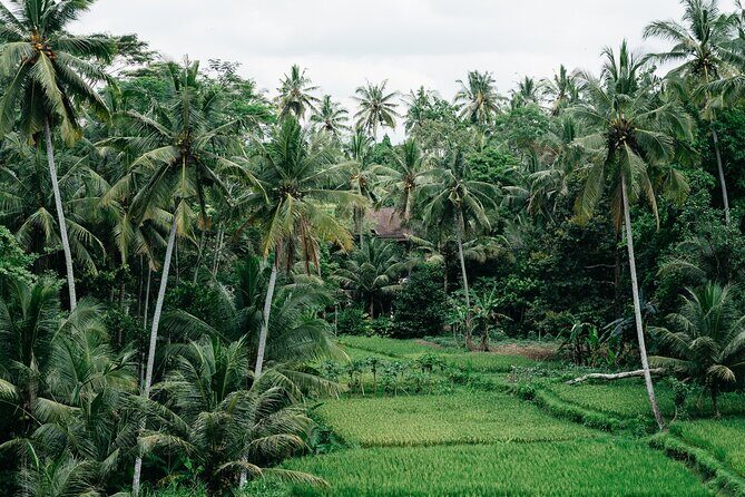 Munduk: Tamblingan jungle trek, waterfall, Ulun Danu temple - A Detailed Look at the Tour Experience