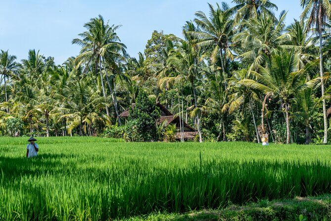 Munduk: Tamblingan jungle trek, waterfall, Ulun Danu temple - Who Would This Tour Suit Best?