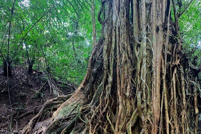 Munduk: Tamblingan jungle trek, waterfall, Ulun Danu temple - FAQs
