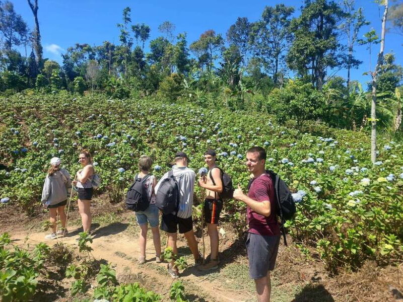 Munduk: Waterfall,Coffee Plantations & Hydrangea Trail - Key Points
