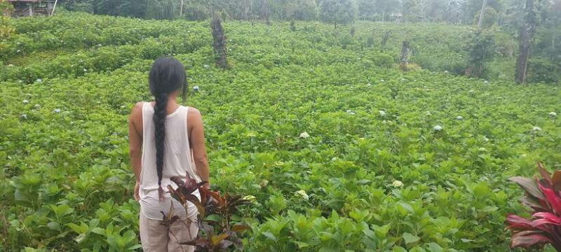 Munduk: Waterfall,Coffee Plantations & Hydrangea Trail - Who Will Love This Tour?