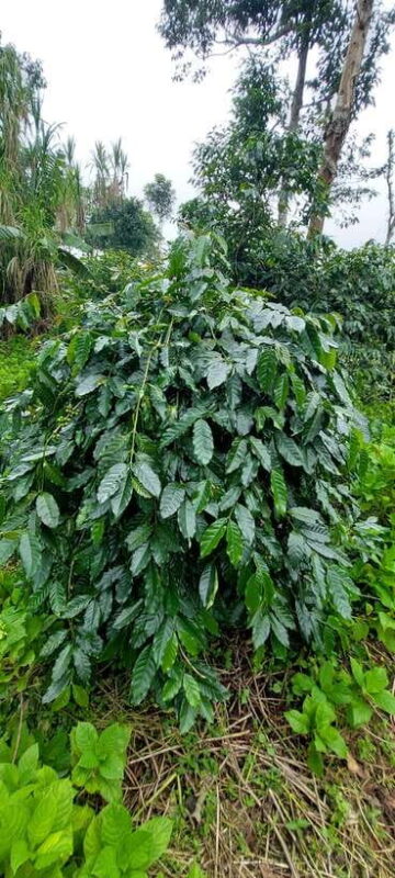 Munduk: Waterfall,Coffee Plantations & Hydrangea Trail - Final Thoughts