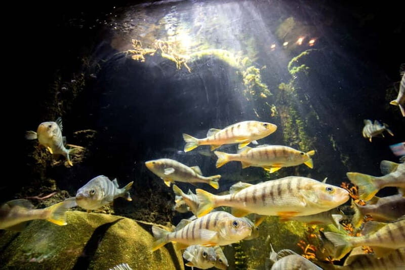 Munich: Day Ticket to Sea Life - Practical Tips for Visitors
