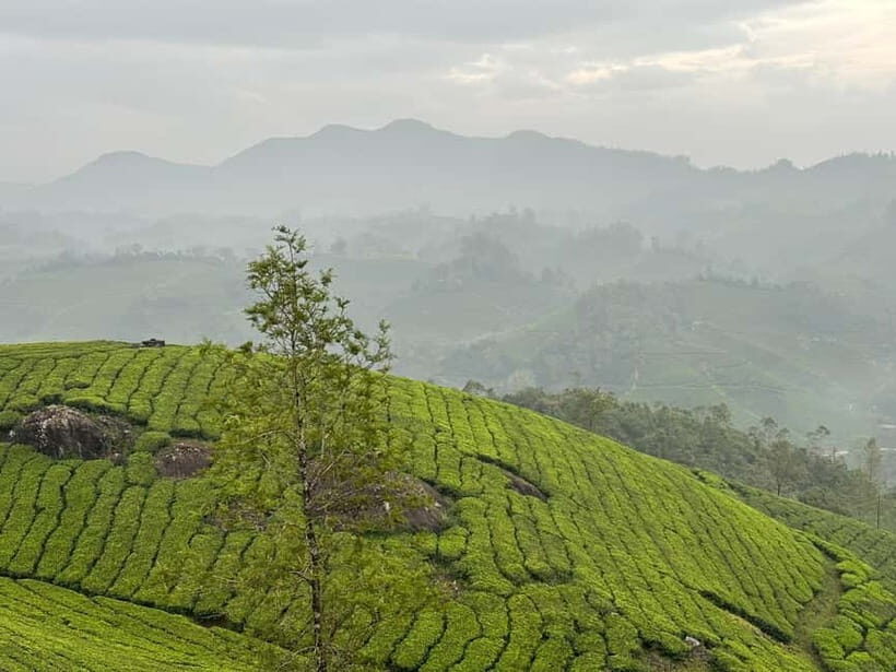 Munnar: Chokramudi Peak Full-Day Trekking Tour - Who Will Love This Tour?