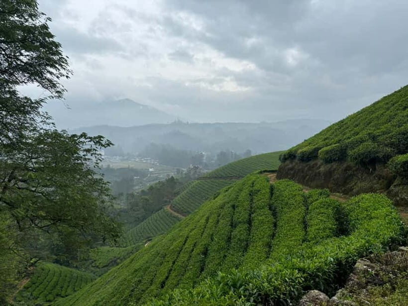 Munnar: Chokramudi Peak Full-Day Trekking Tour - The Sum Up